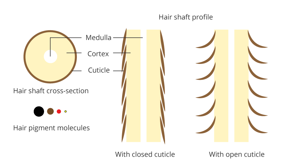 How Hair Color Works Part 3: Going Darker | Madison Reed